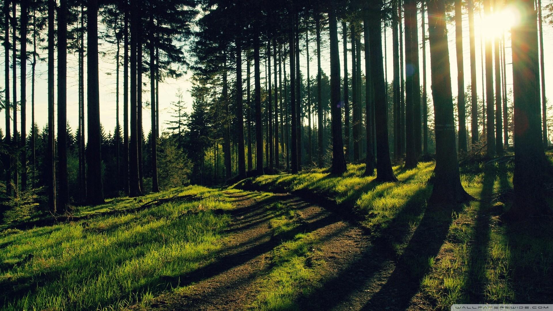 The Enchanted Path Wallpapers - Wallpaper Cave