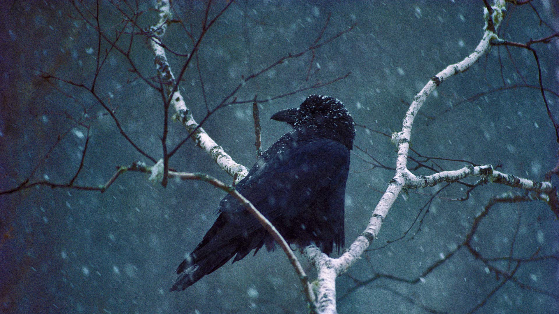 Common Raven Wallpapers - Wallpaper Cave