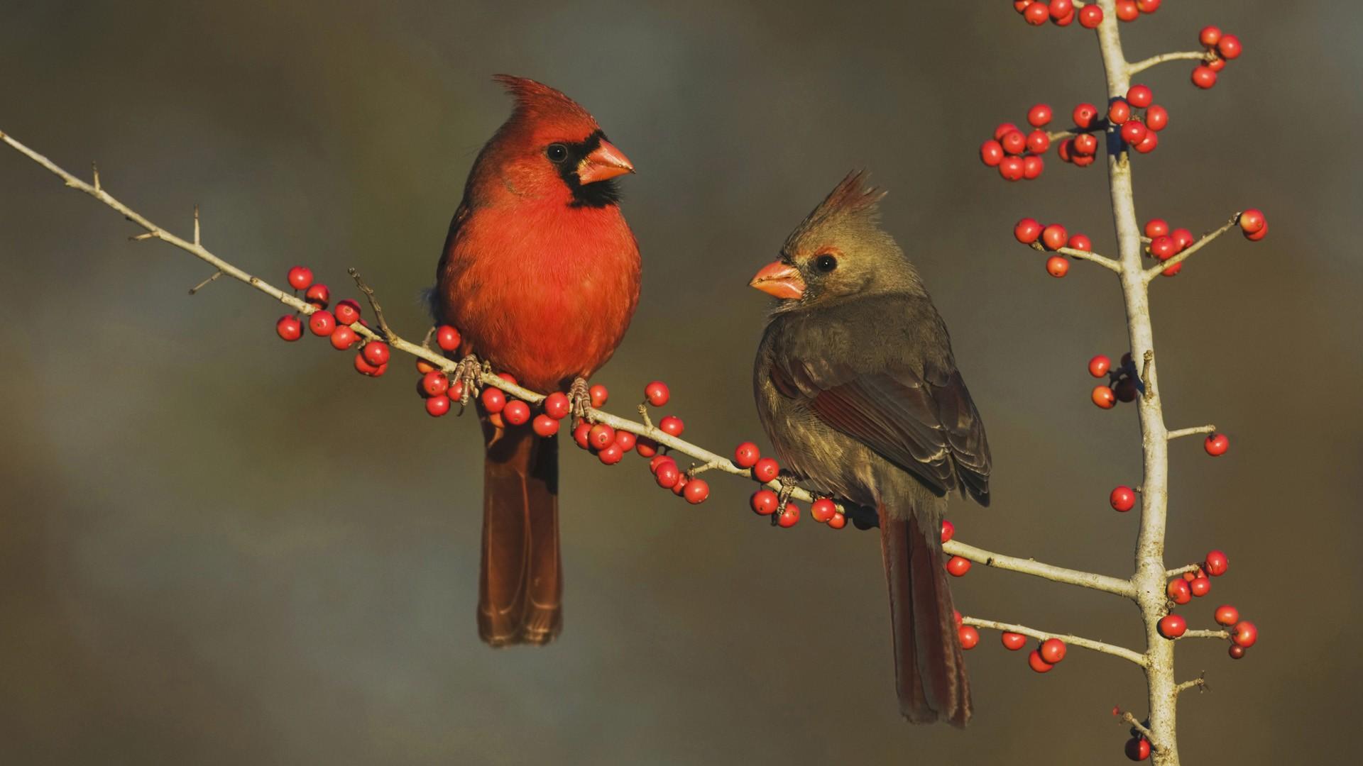 Country Cardinals Wallpapers - Wallpaper Cave