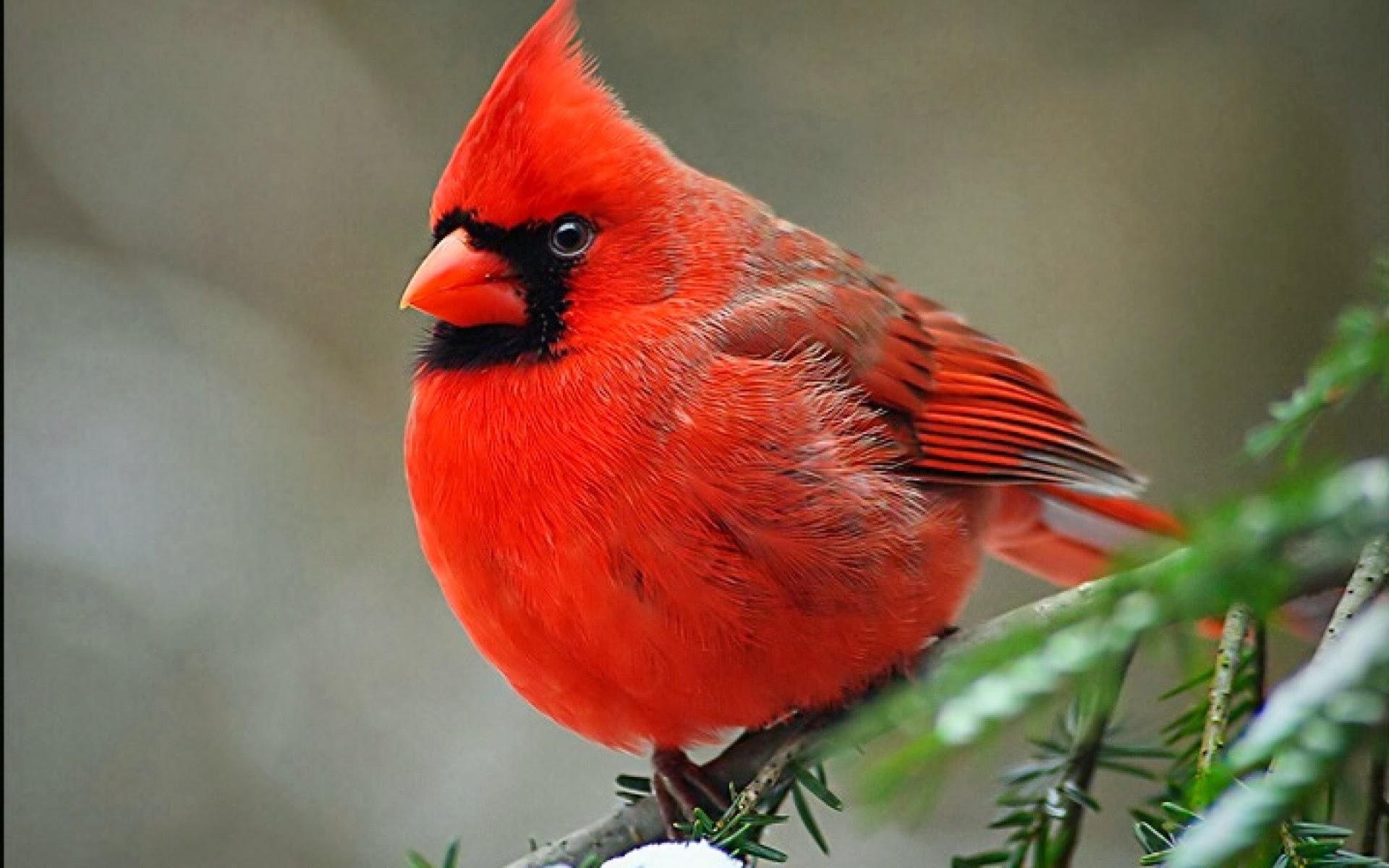 Country Cardinals Wallpapers - Wallpaper Cave