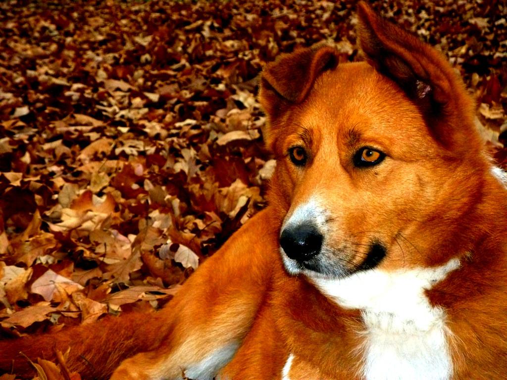 Ausky Wallpapers - Wallpaper Cave