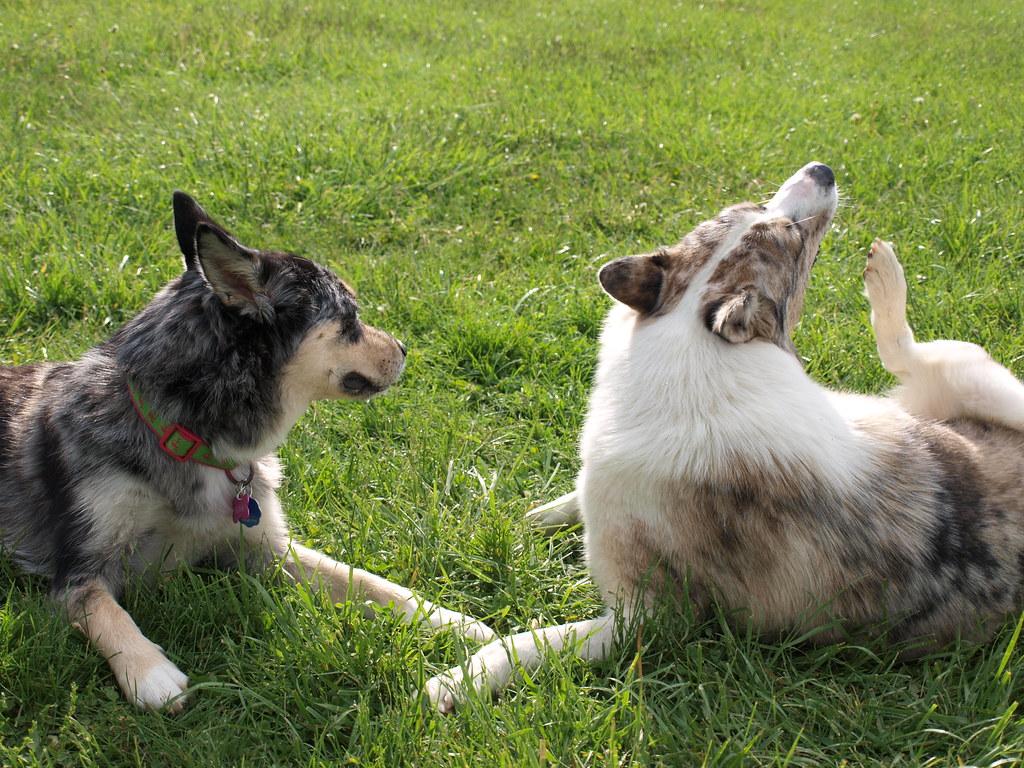 Ausky Wallpapers - Wallpaper Cave