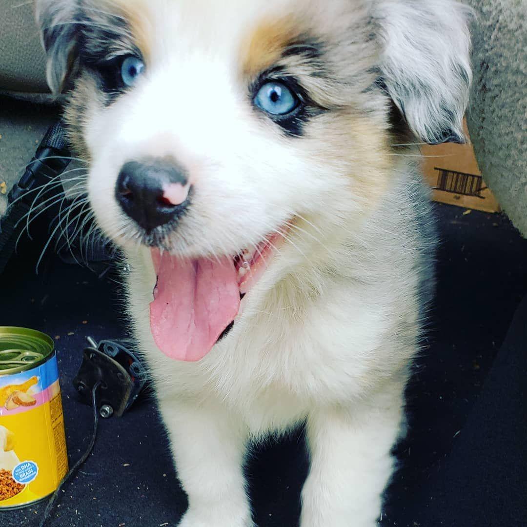 Ausky Wallpapers - Wallpaper Cave