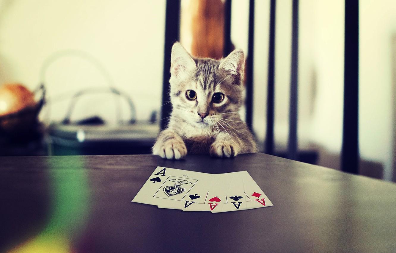 Poker Cats Wallpapers - Wallpaper Cave