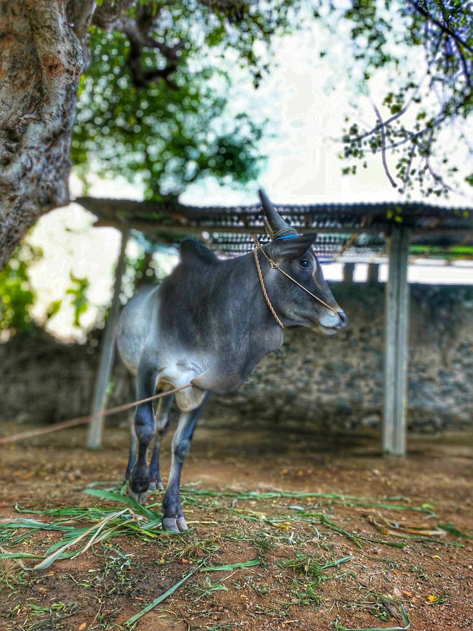 Kaalai Wallpapers - Wallpaper Cave