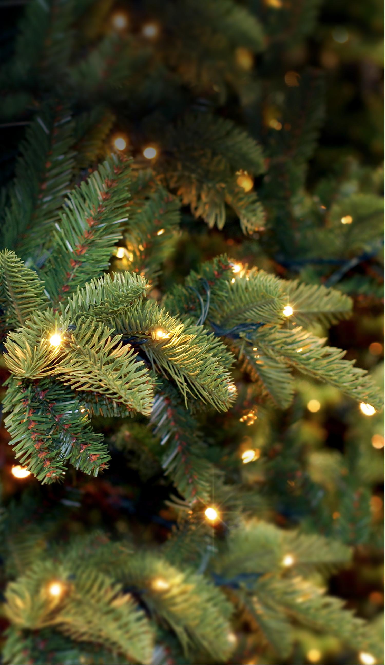 Tree Phone Wallpapers - Wallpaper Cave