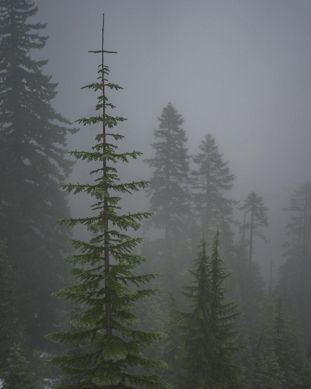 Tree Phone Wallpapers - Wallpaper Cave