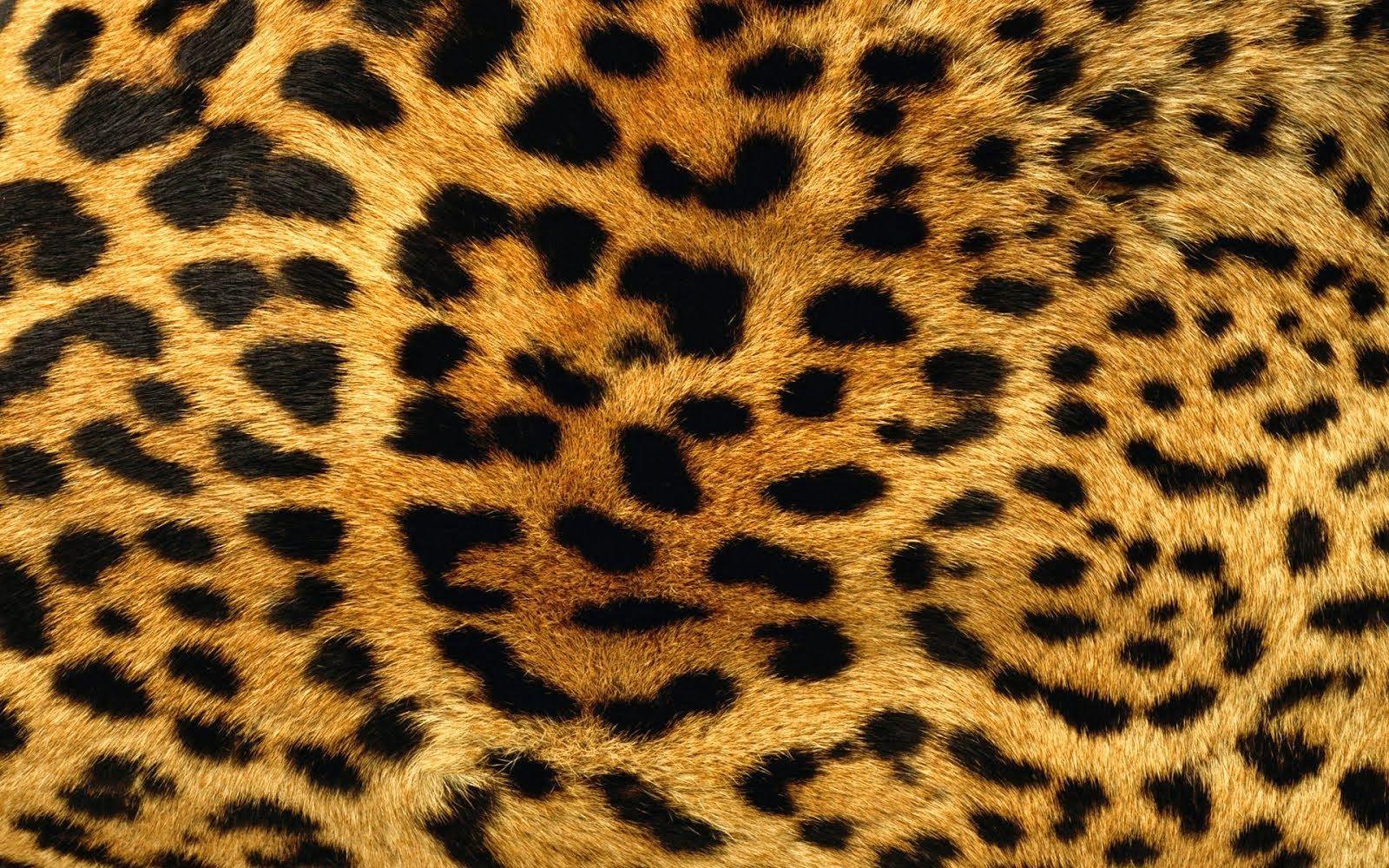 Animal Skin Wallpapers - Wallpaper Cave