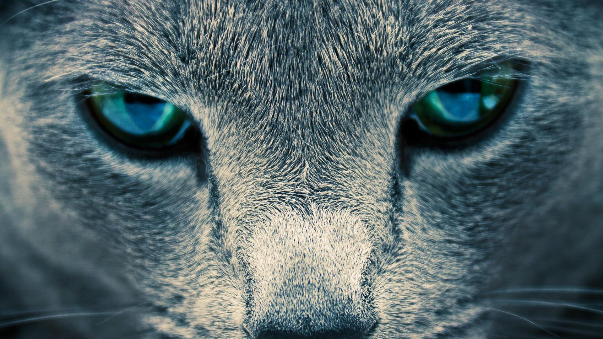 HD Animal Wallpapers - Wallpaper Cave