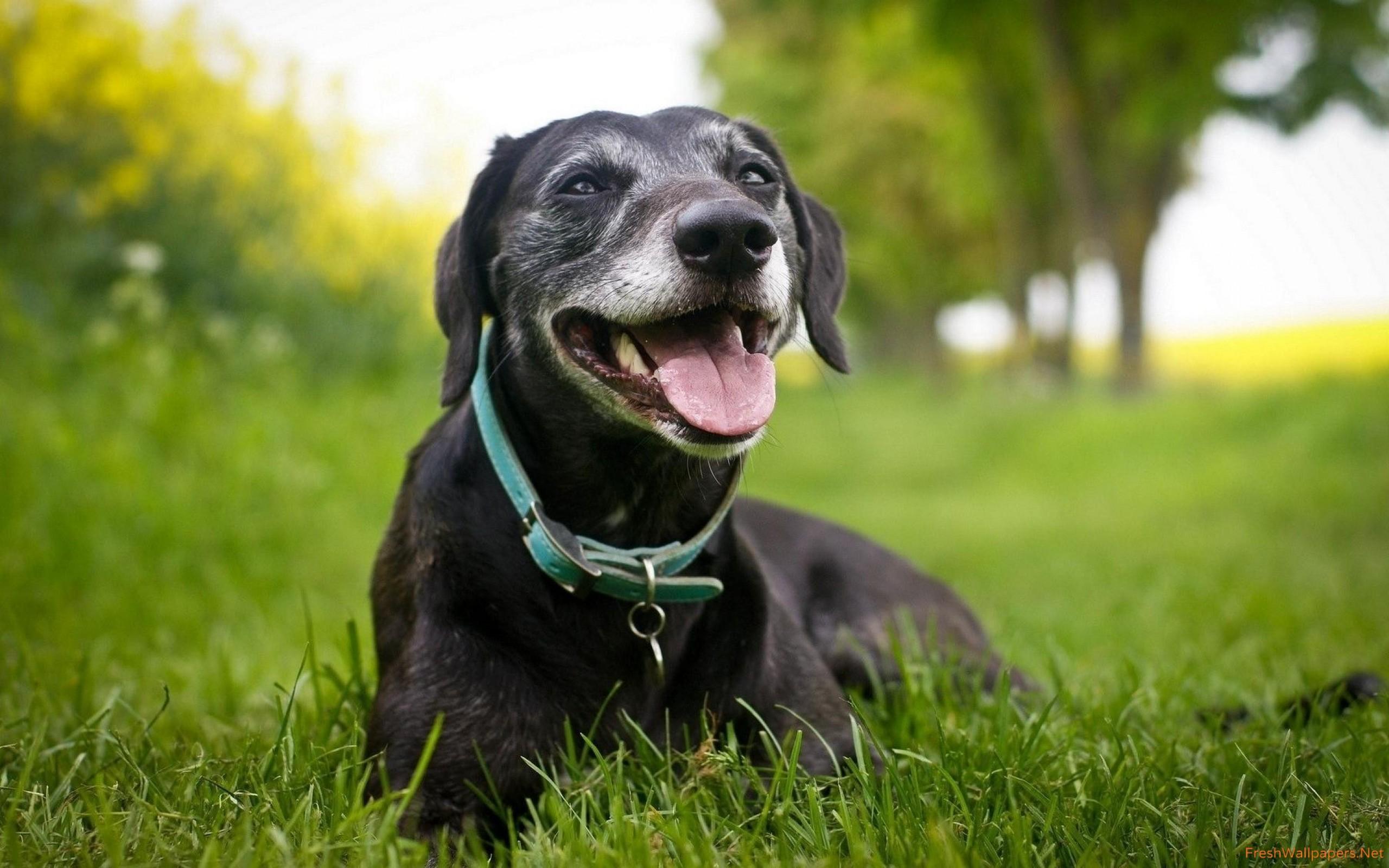 Black Dog HD Wallpapers - Wallpaper Cave