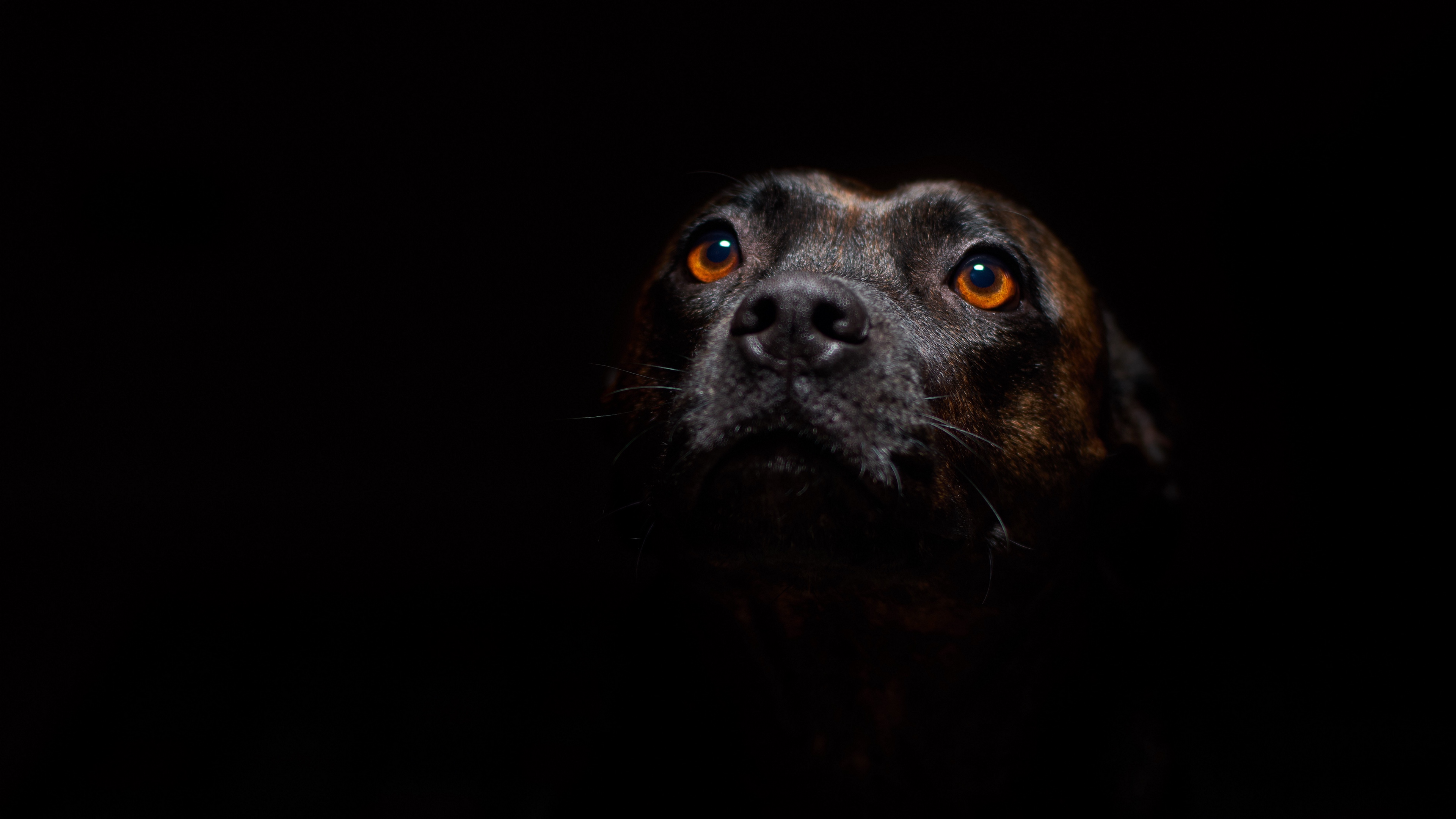 Black Dog HD Wallpapers - Wallpaper Cave
