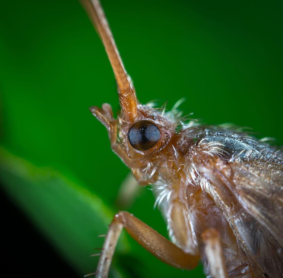 Invertebrate Animals Wallpapers - Wallpaper Cave