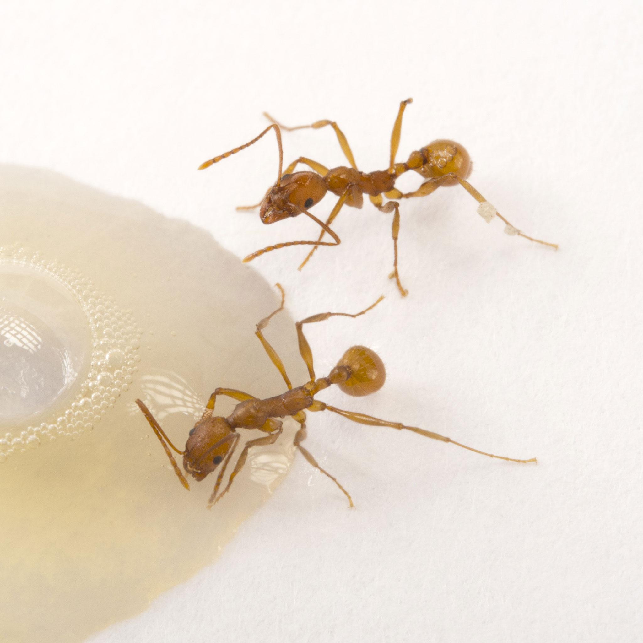 Invertebrate Animals Wallpapers - Wallpaper Cave