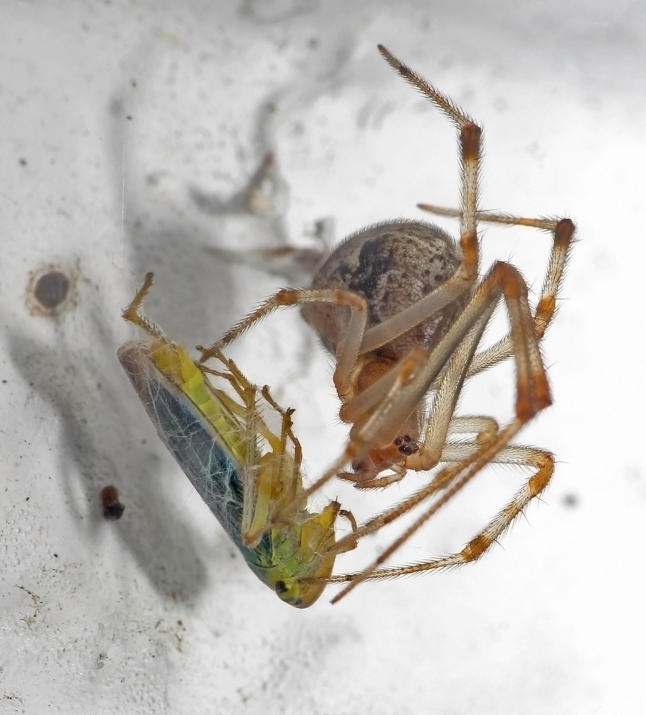 Invertebrate Animals Wallpapers - Wallpaper Cave