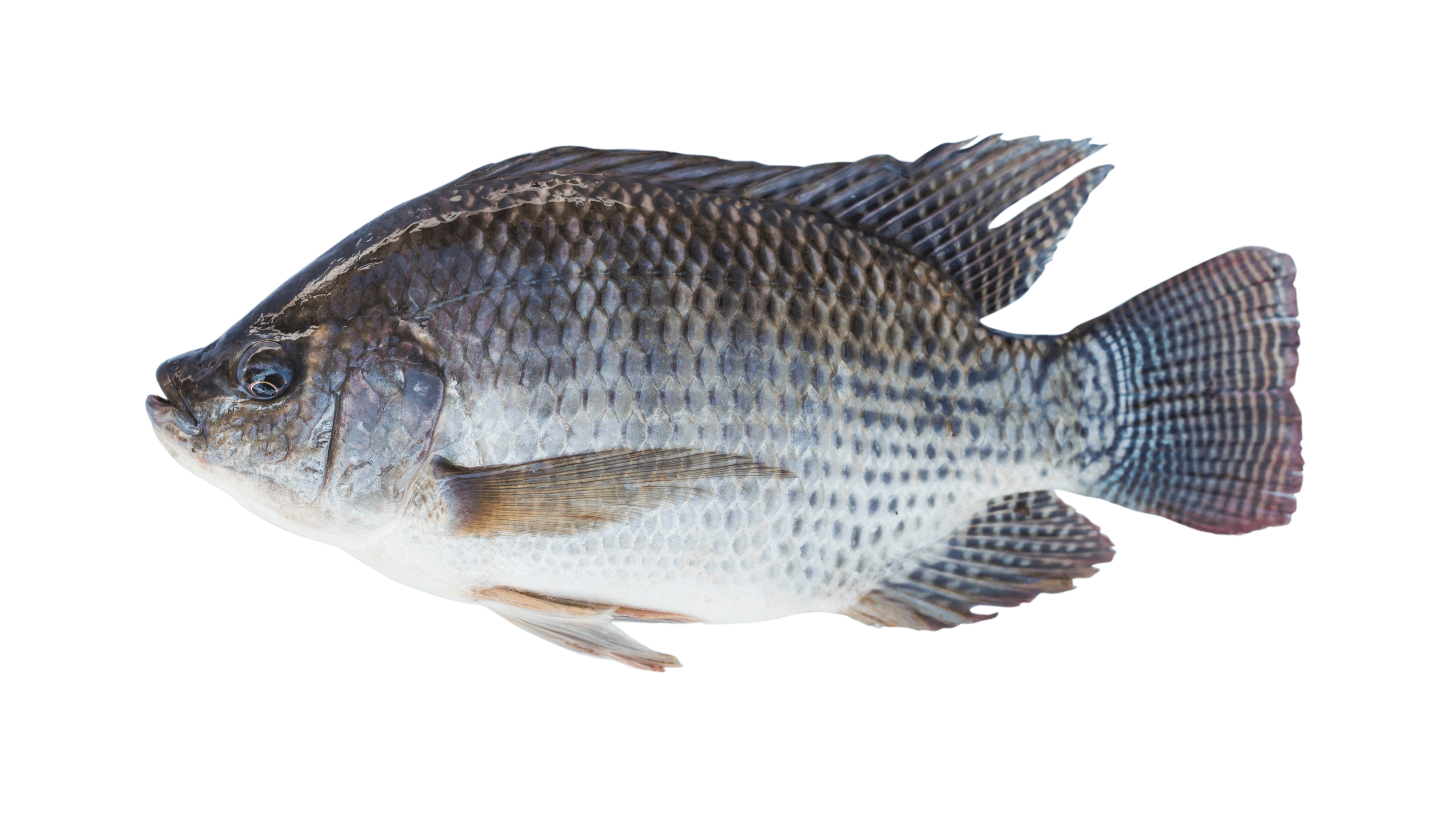 Nile Tilapia Wallpapers Wallpaper Cave