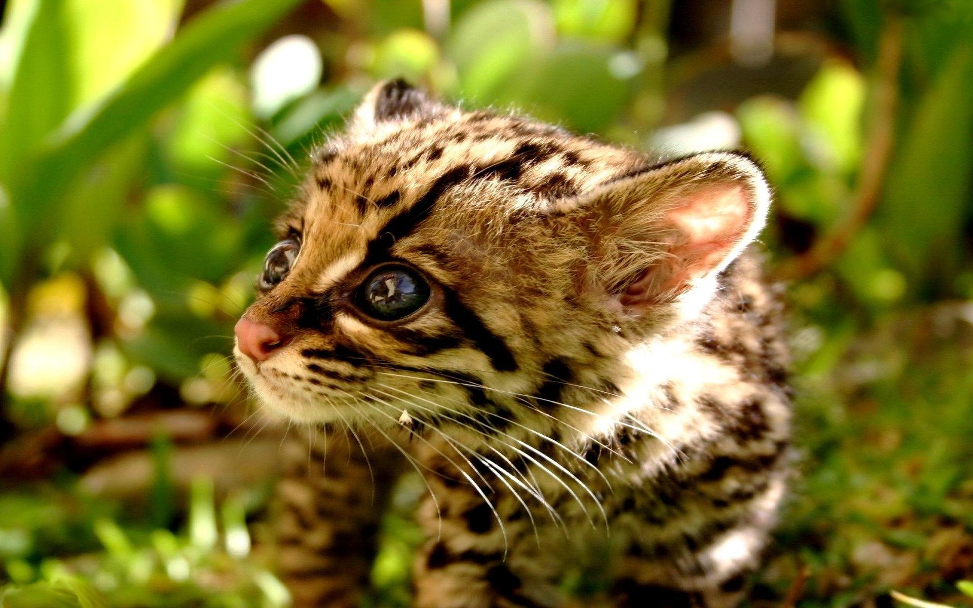 Cute Ocelot Baby