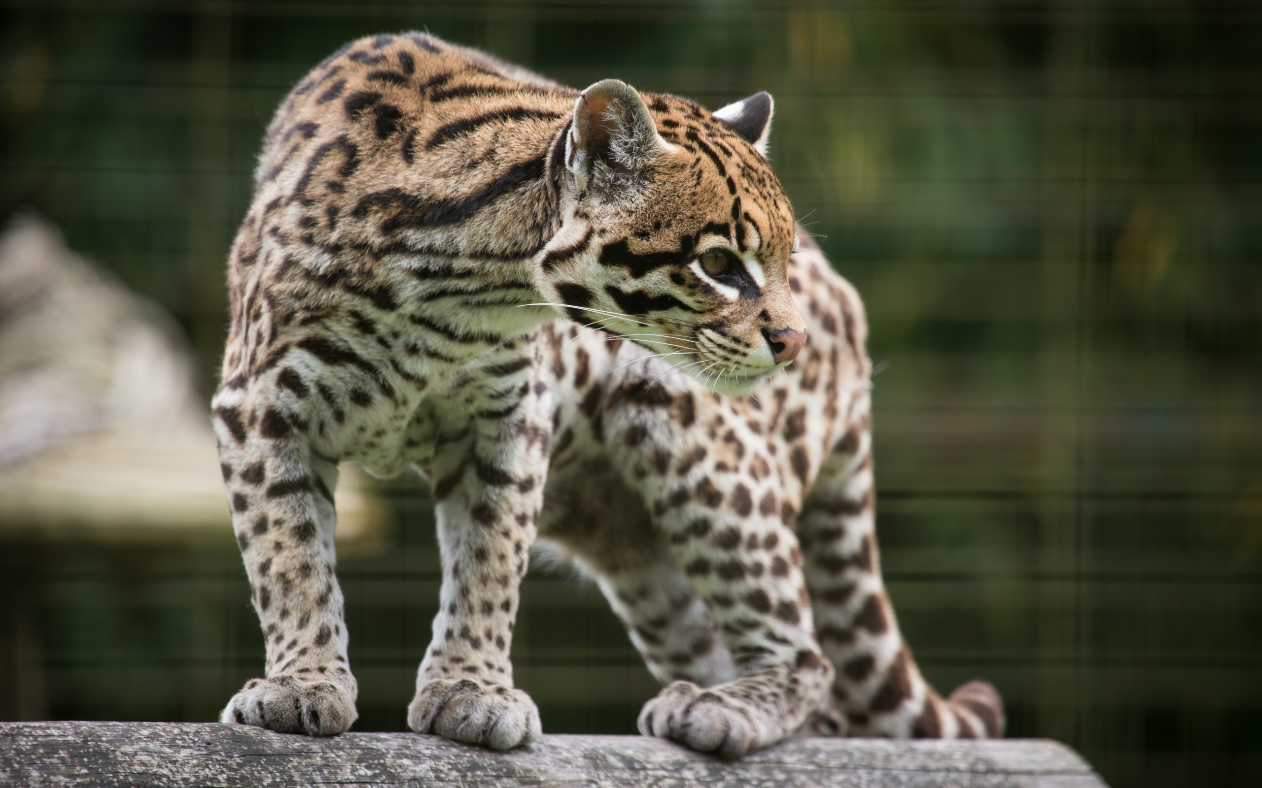 Baby Ocelot Wallpapers - Wallpaper Cave