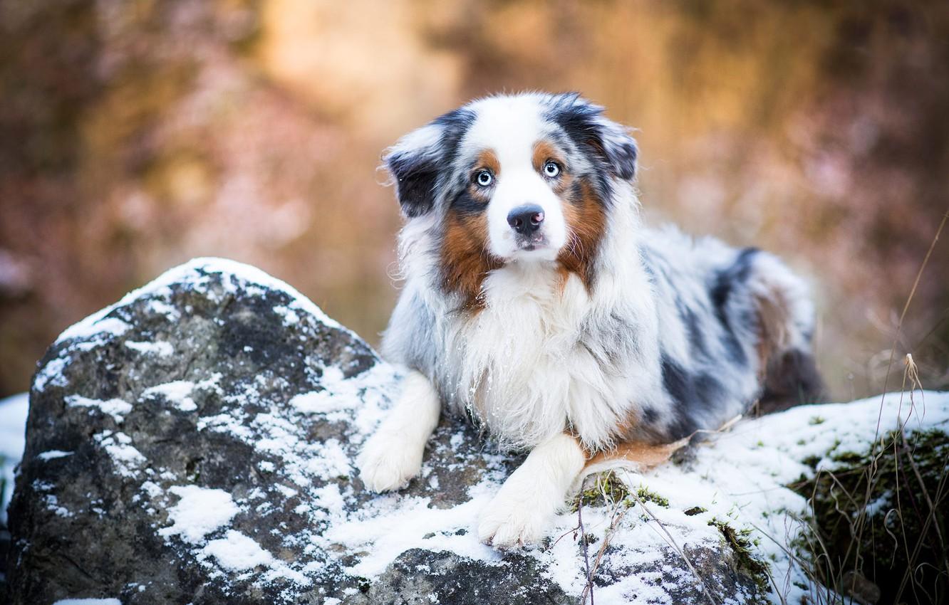 Australian Shepherd Puppy Wallpapers - Wallpaper Cave