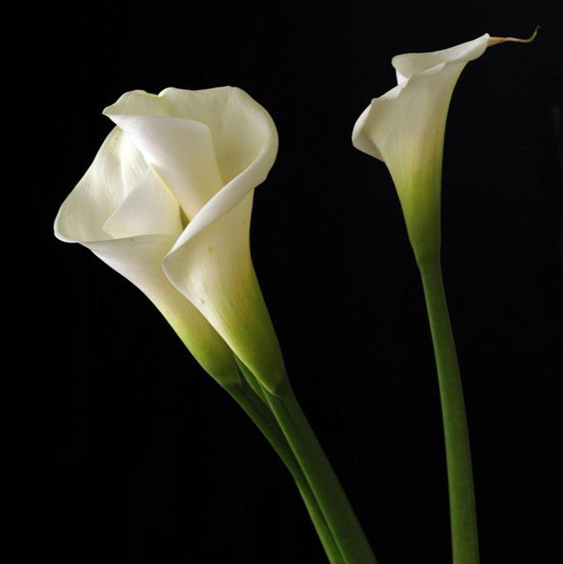 White Callas Hd Desktop Wallpapers - Wallpaper Cave