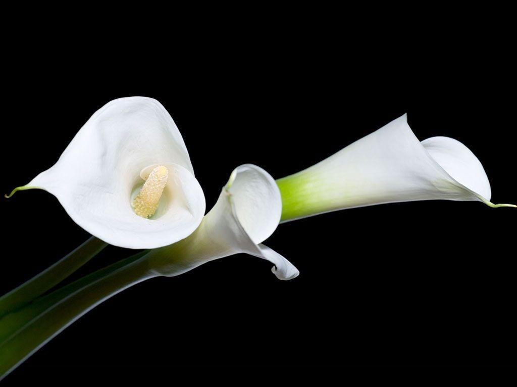 White Callas Hd Desktop Wallpapers - Wallpaper Cave