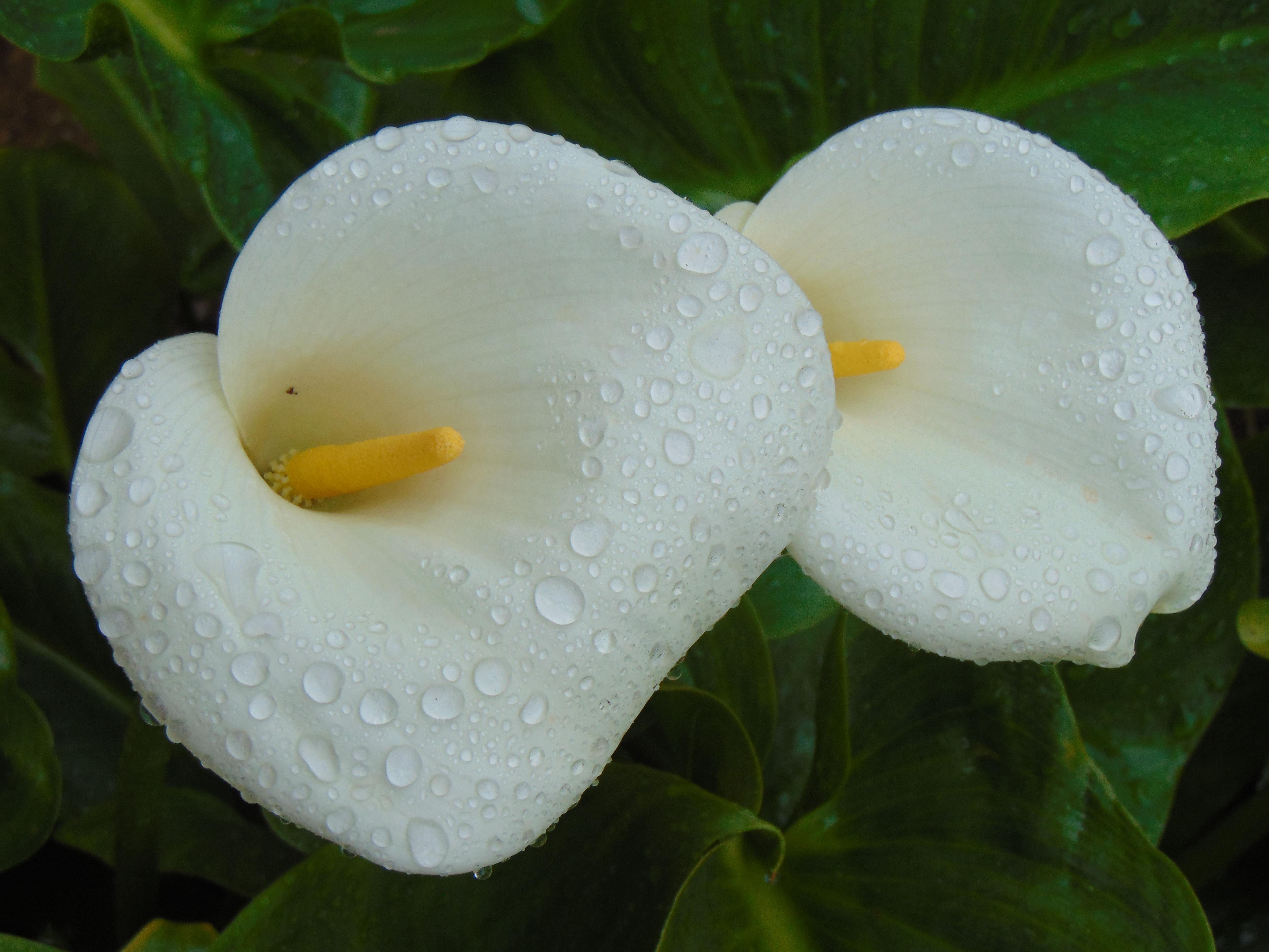 White Callas Hd Desktop Wallpapers - Wallpaper Cave