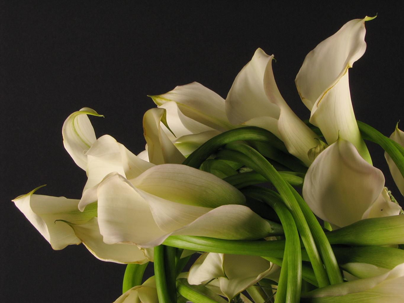 White Callas Hd Desktop Wallpapers - Wallpaper Cave