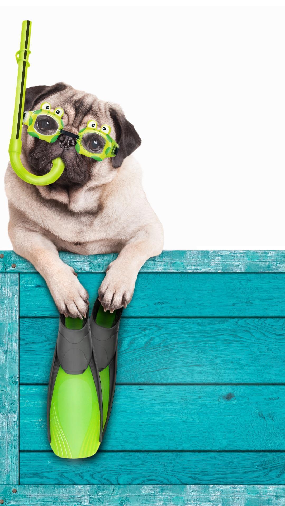 Llama Sloth Pug Wallpapers - Wallpaper Cave