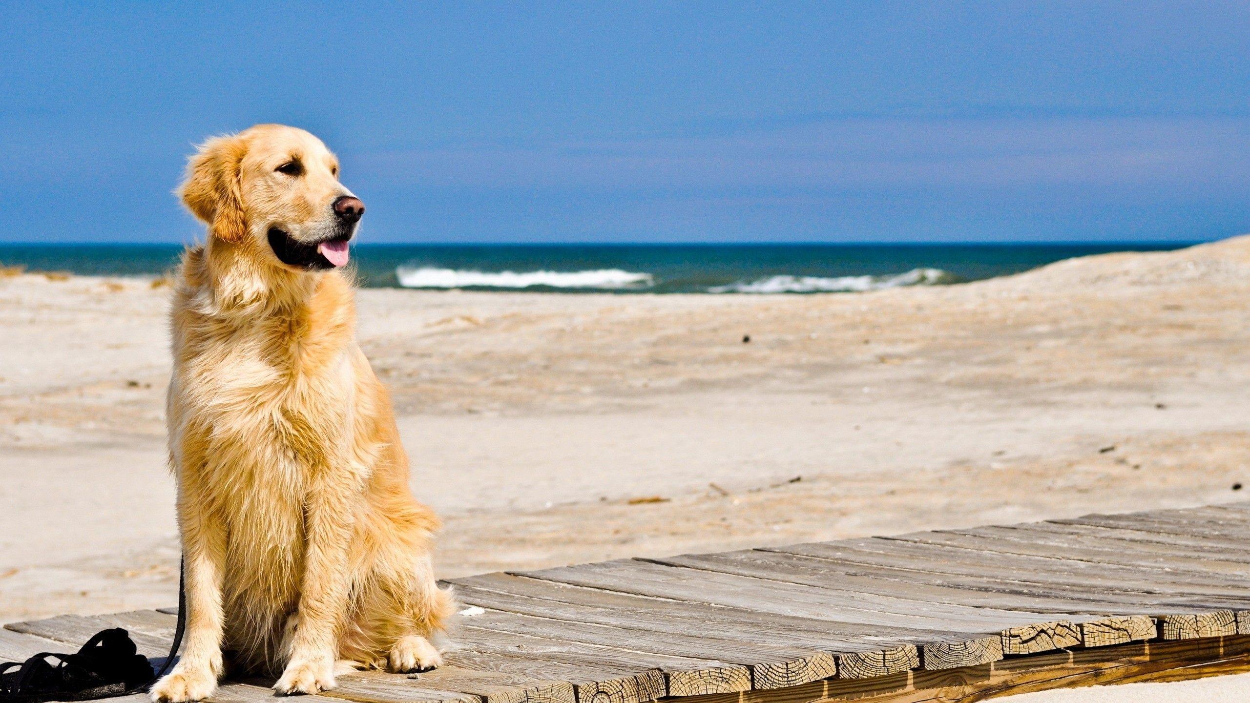Sports Dog Wallpapers - Wallpaper Cave