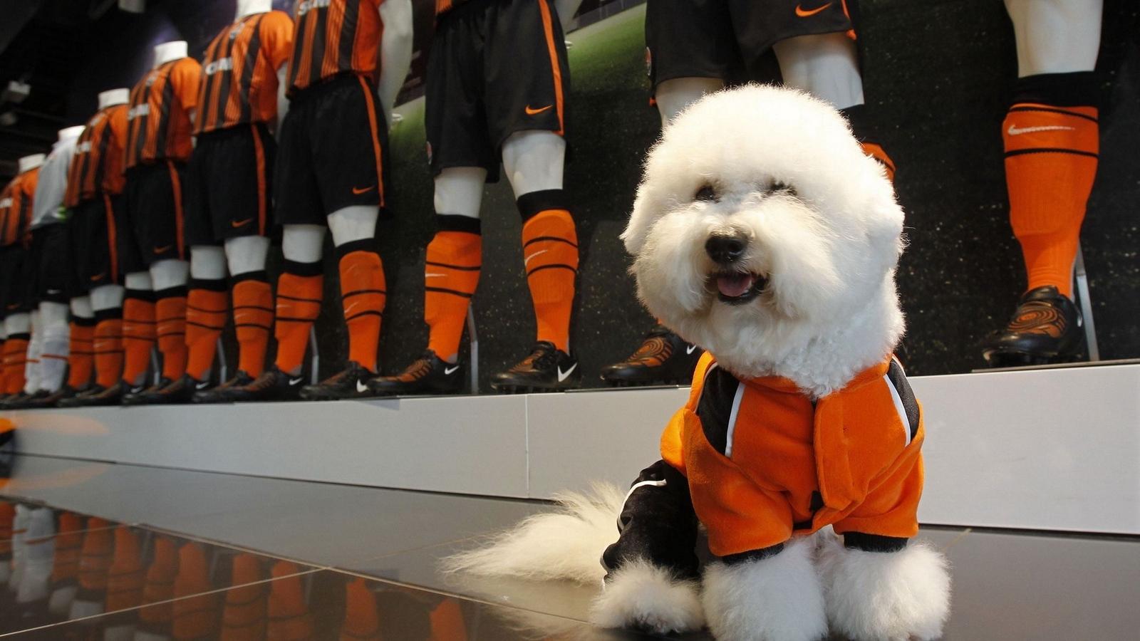 Sports Dog Wallpapers - Wallpaper Cave