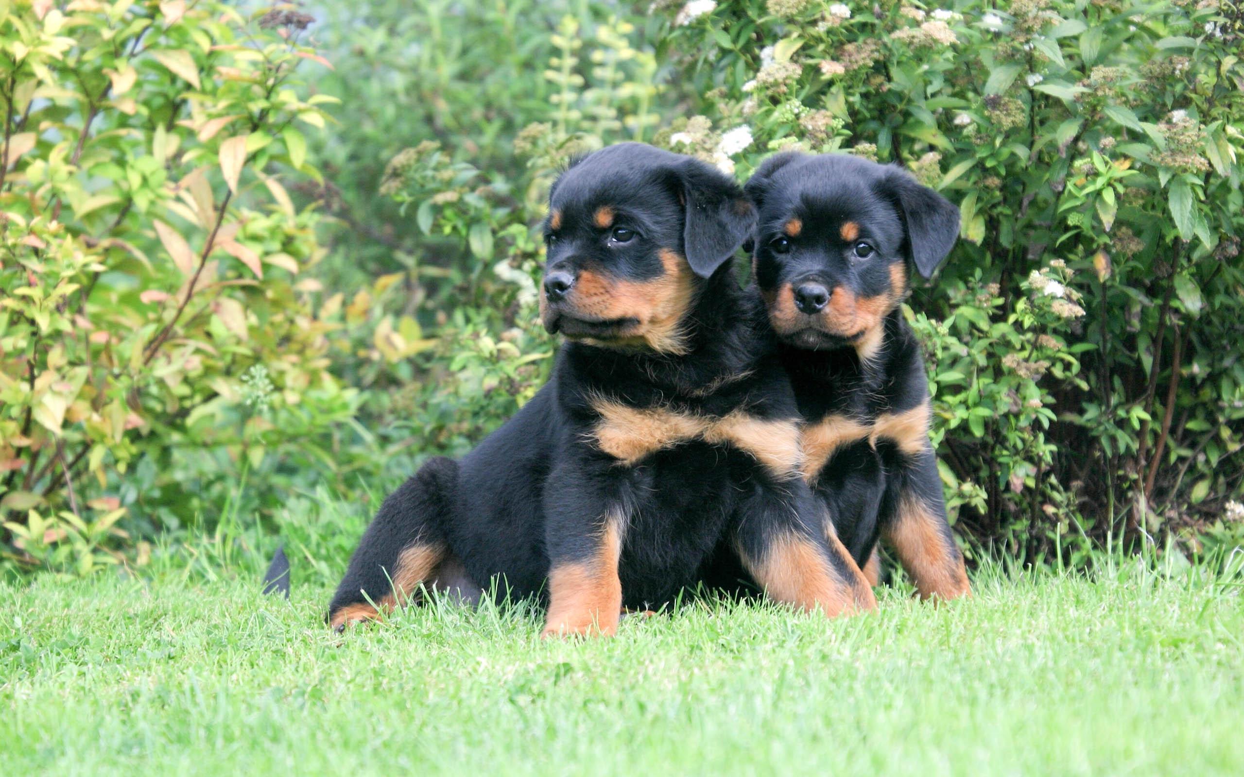 Baby Rottweilers Wallpapers - Wallpaper Cave