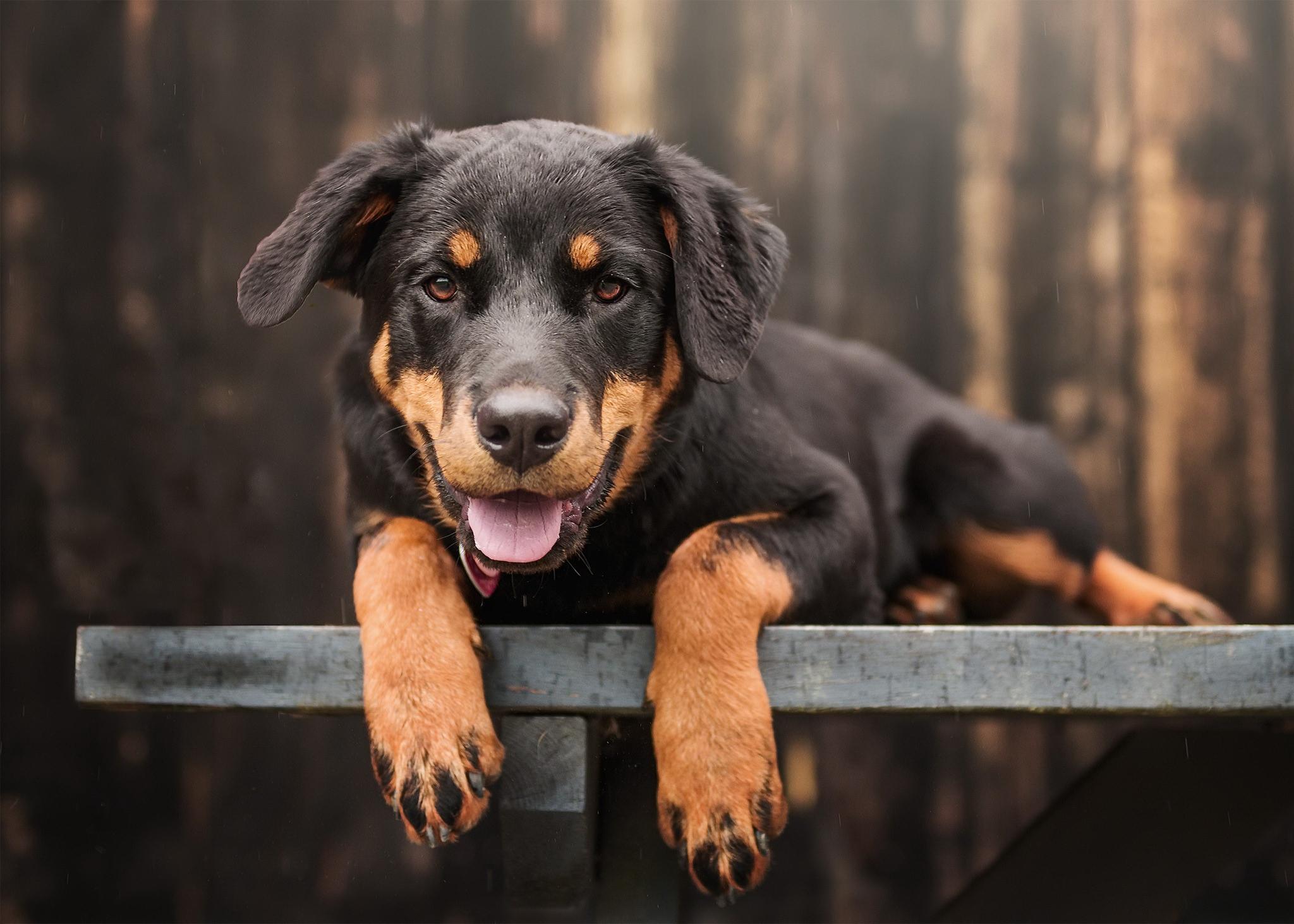 Baby Rottweilers Wallpapers - Wallpaper Cave