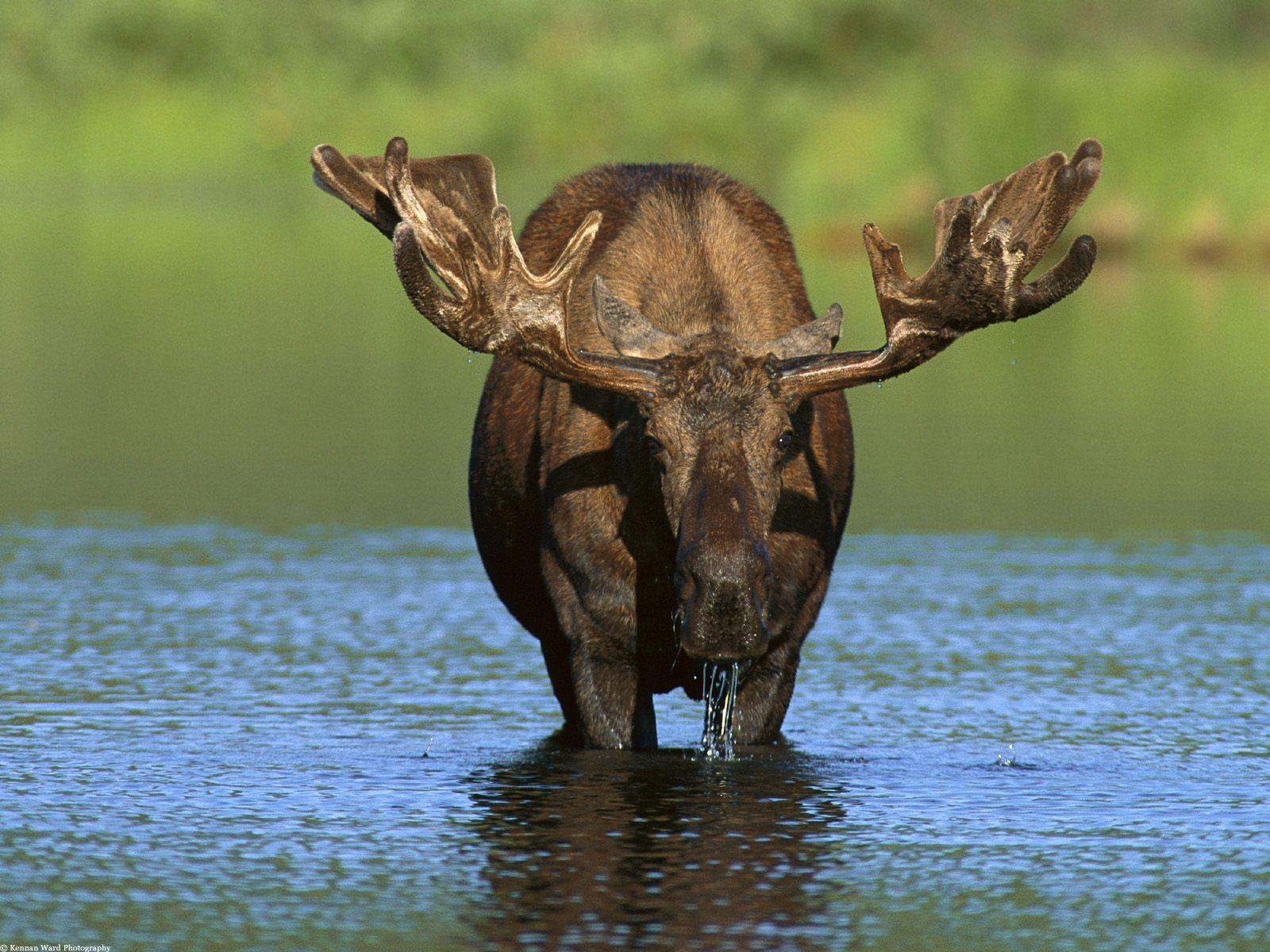 Cute Moose Wallpapers - Wallpaper Cave