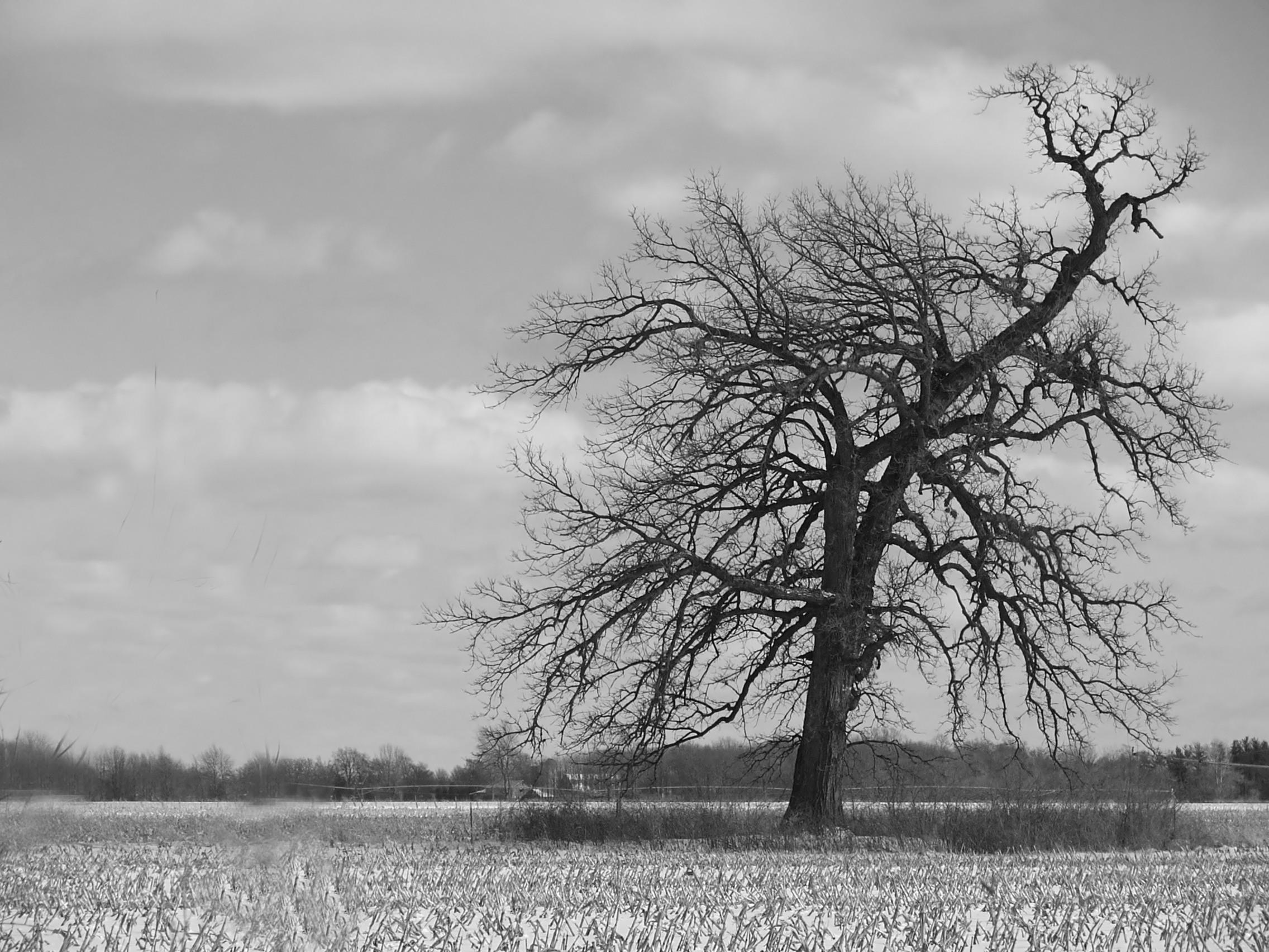 Lonely Barren Tree Wallpapers - Wallpaper Cave