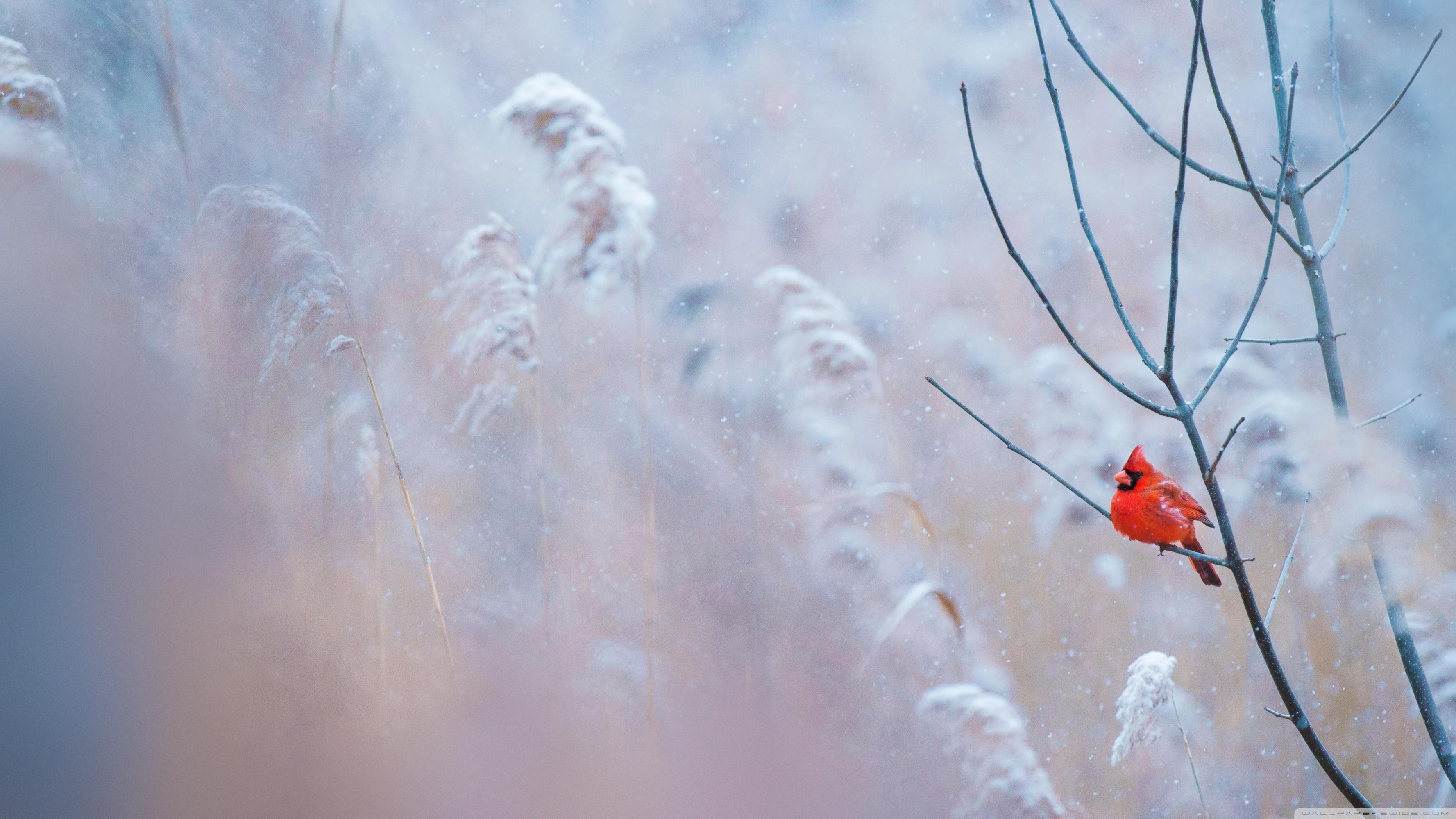 Desktop Cardinal Wallpapers - Wallpaper Cave