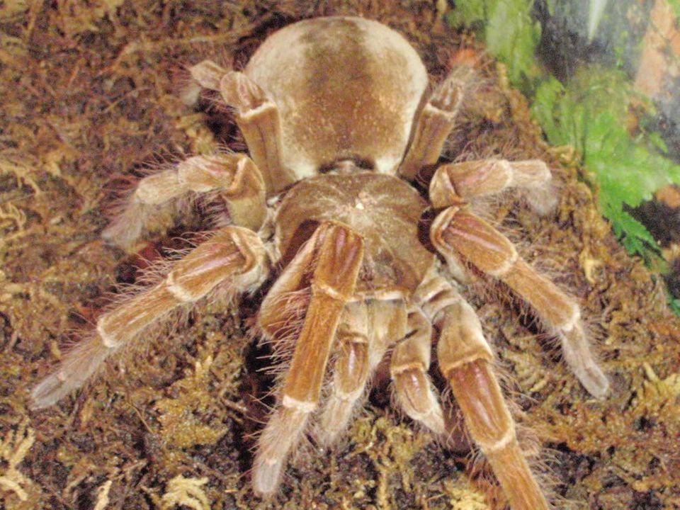 Theraphosa Blondi Wallpapers - Wallpaper Cave