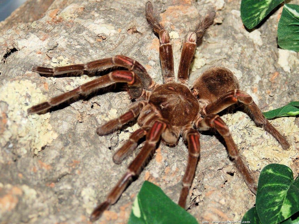 Theraphosa Blondi Wallpapers - Wallpaper Cave