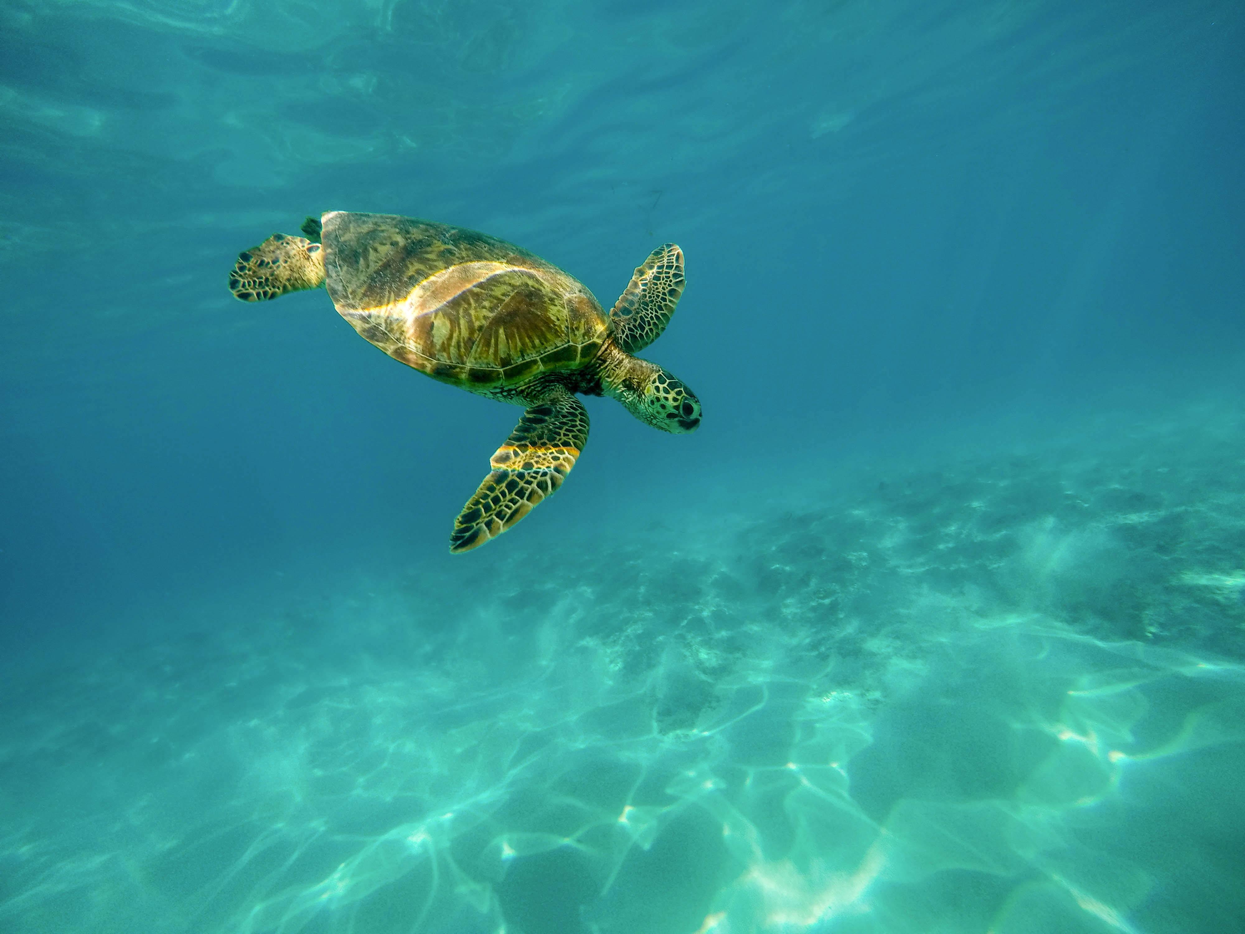 Sea Turtle Computer Wallpapers - Wallpaper Cave