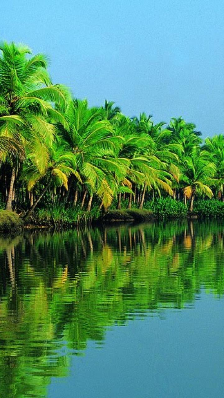 Mobile Jungle Wallpapers - Wallpaper Cave