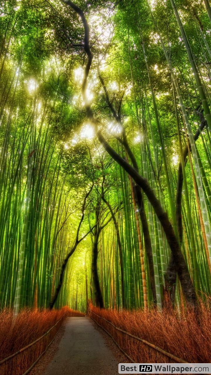 Mobile Jungle Wallpapers - Wallpaper Cave