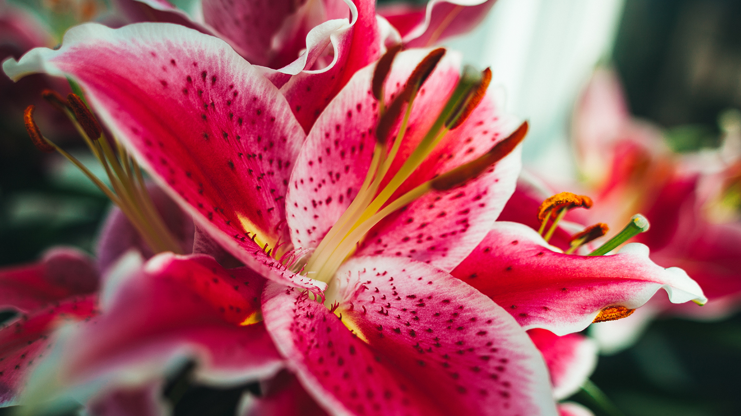 Macro Lily Wallpapers - Wallpaper Cave