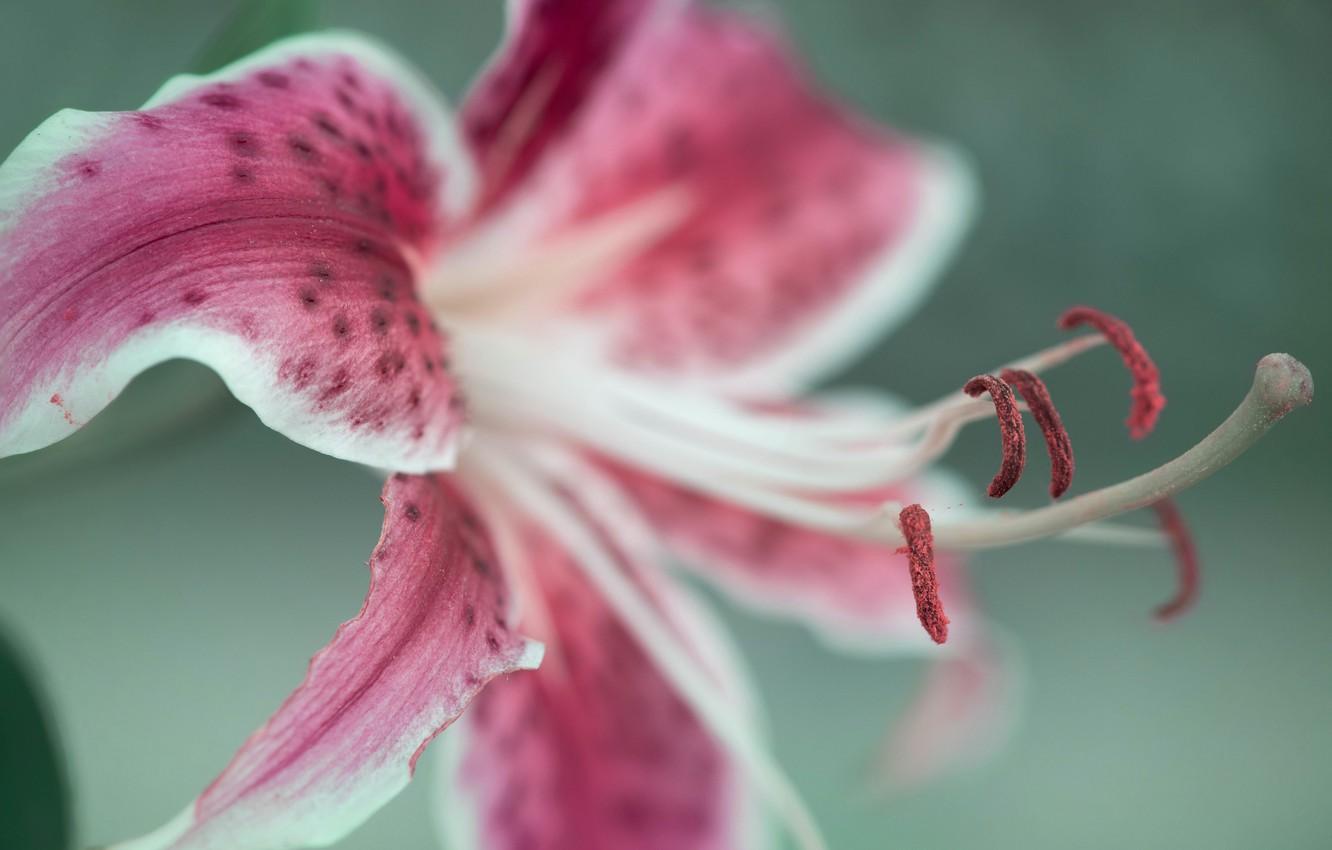 Macro Lily Wallpapers - Wallpaper Cave