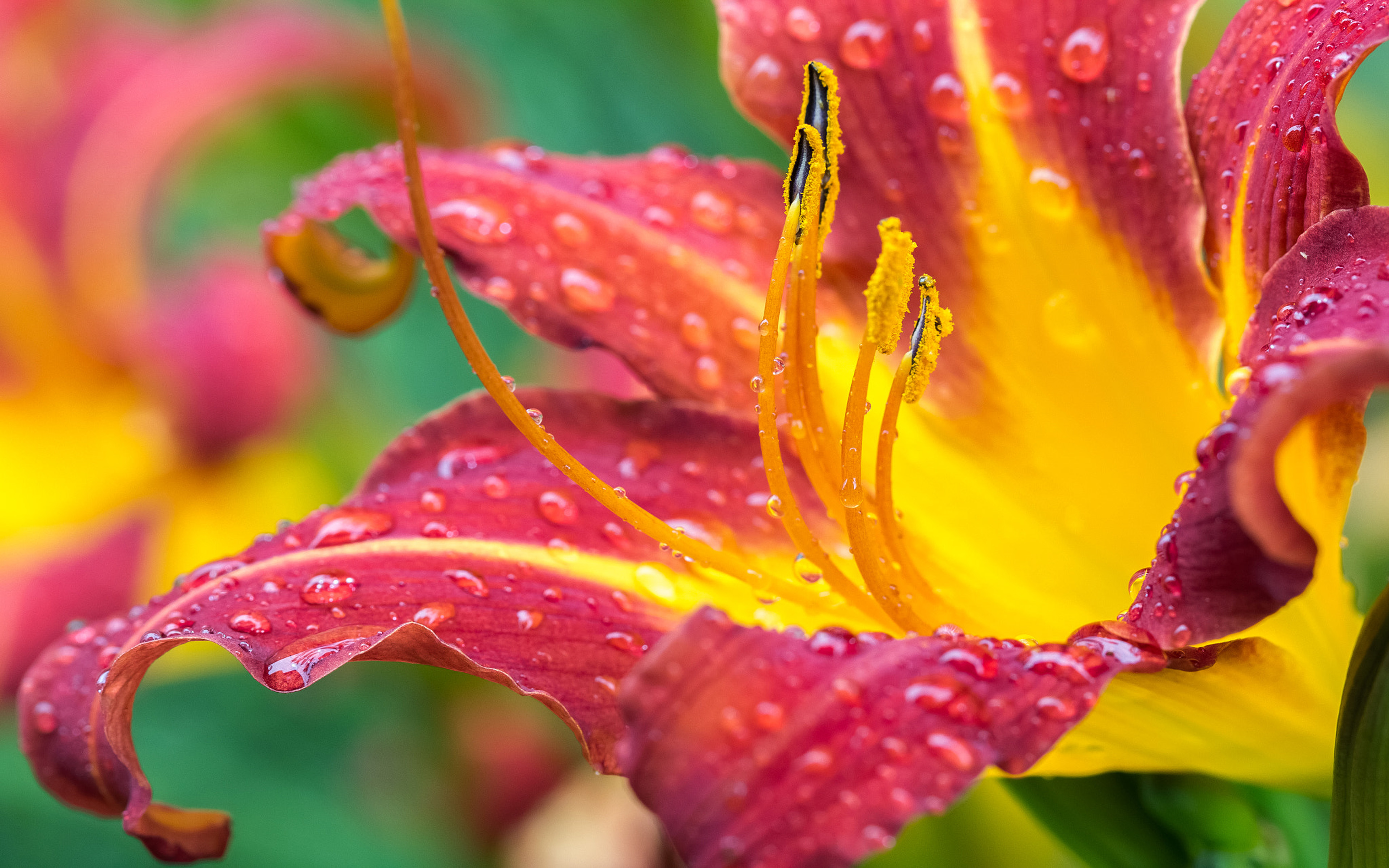 Macro Lily Wallpapers - Wallpaper Cave