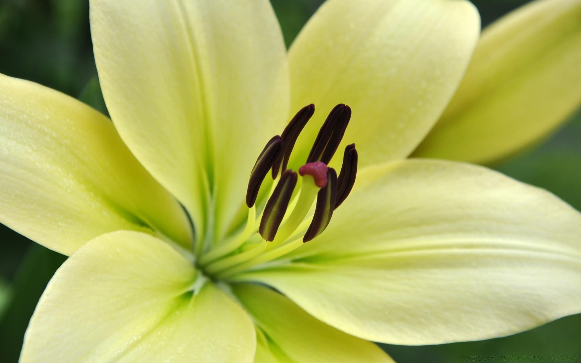 Macro Lily Wallpapers - Wallpaper Cave
