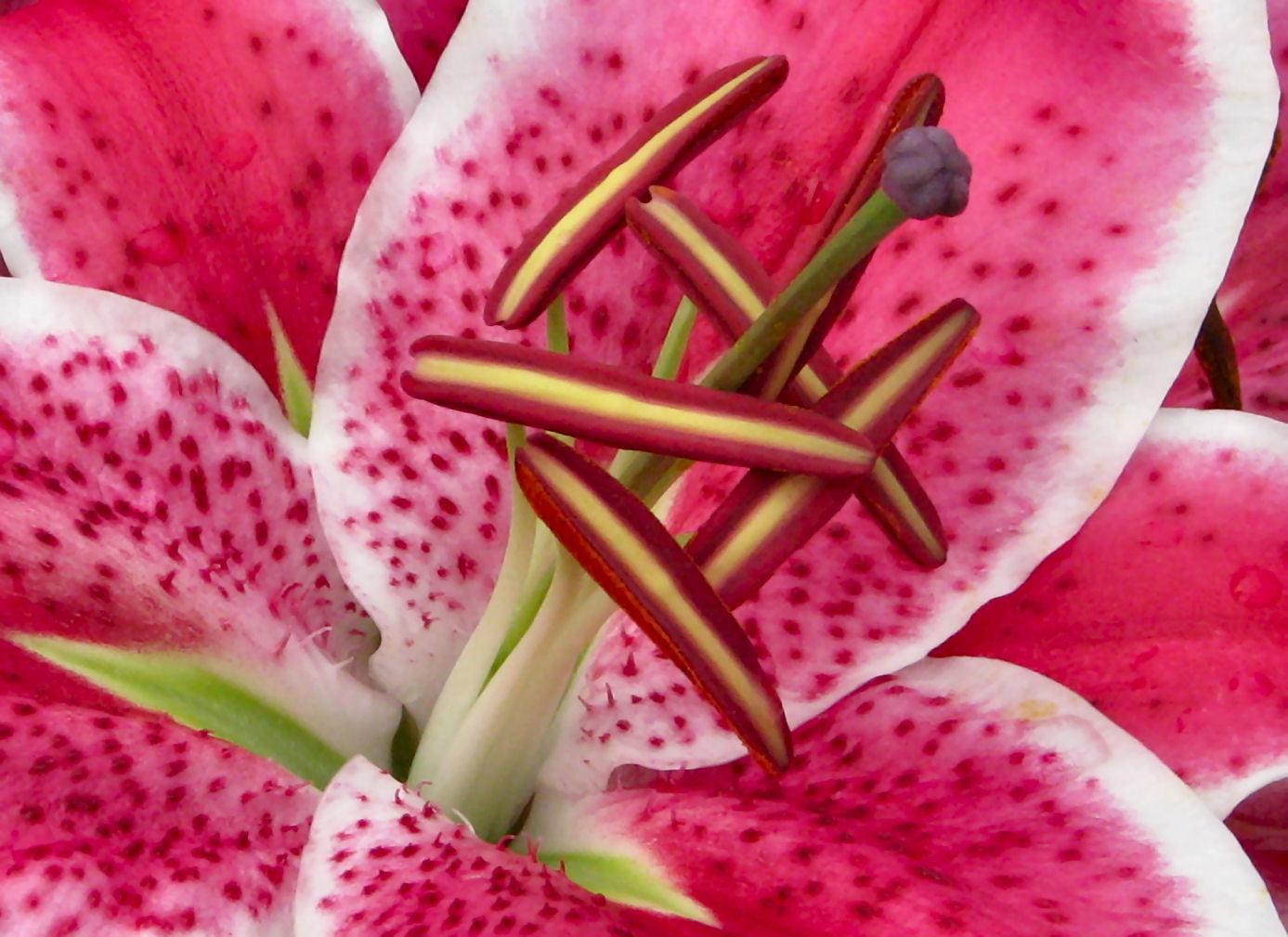 Macro Lily Wallpapers - Wallpaper Cave