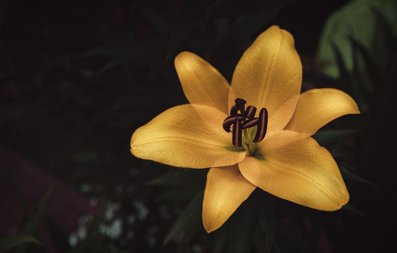Macro Lily Wallpapers - Wallpaper Cave