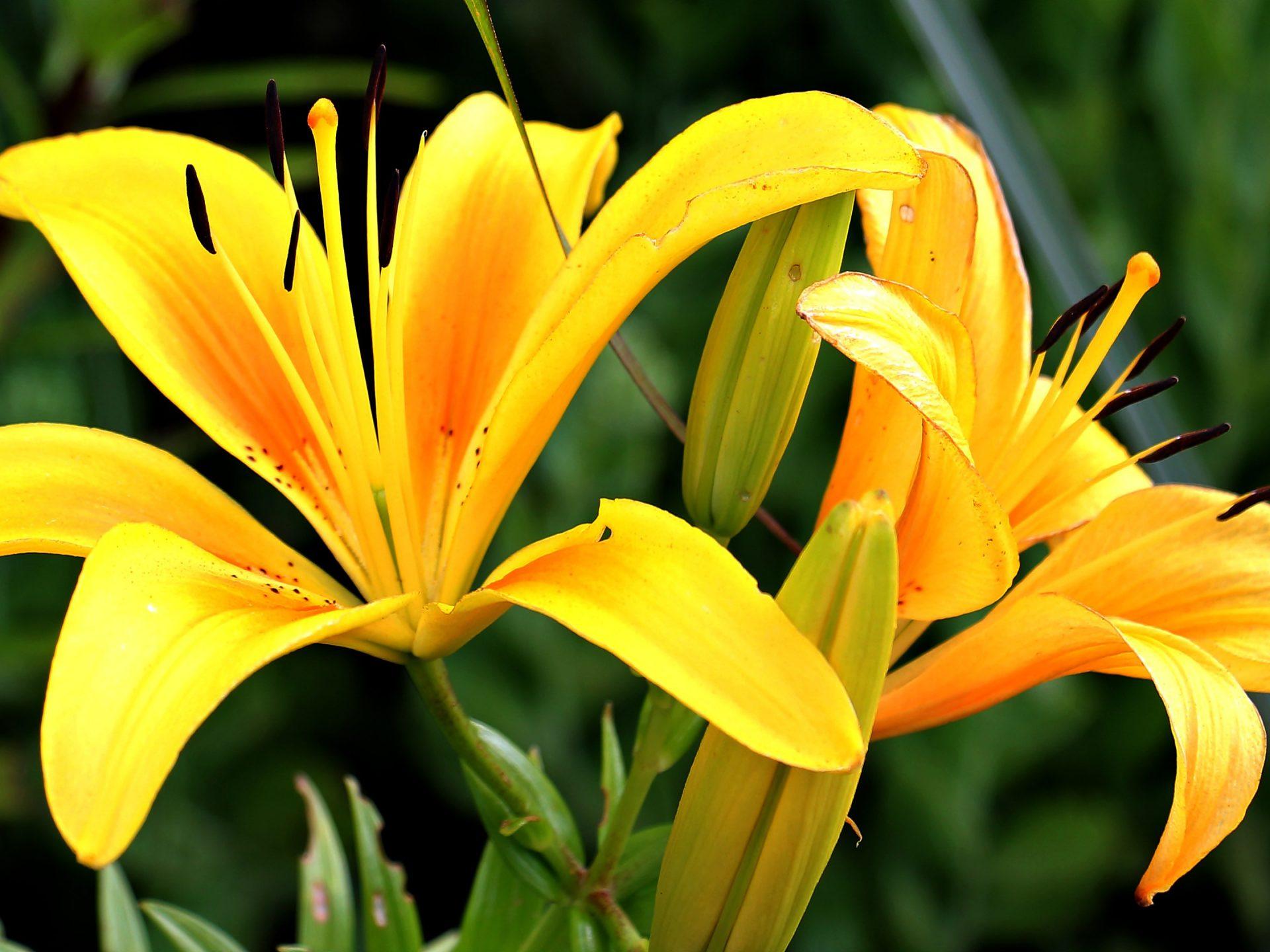 Macro Lily Wallpapers - Wallpaper Cave