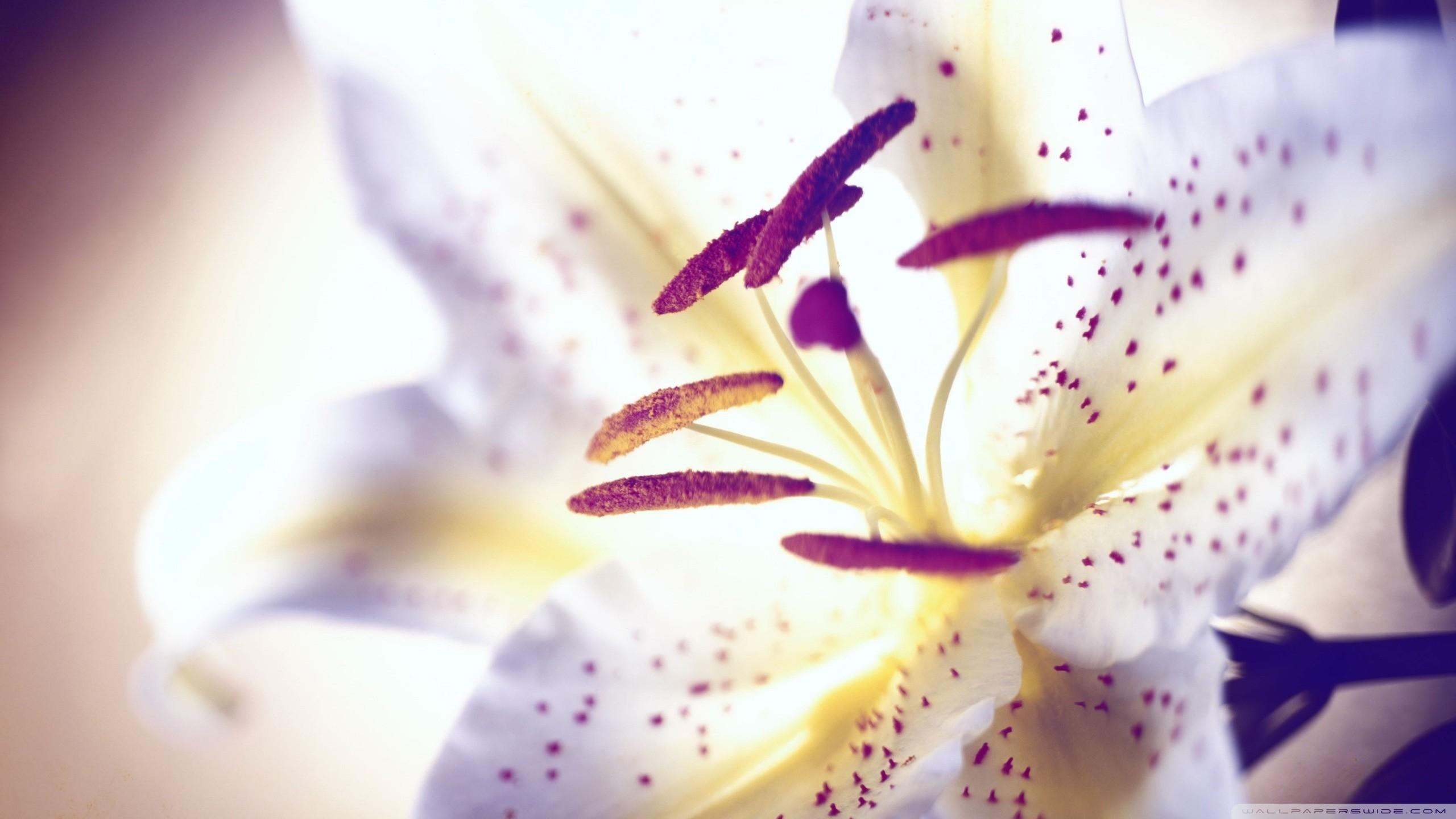 Macro Lily Wallpapers - Wallpaper Cave