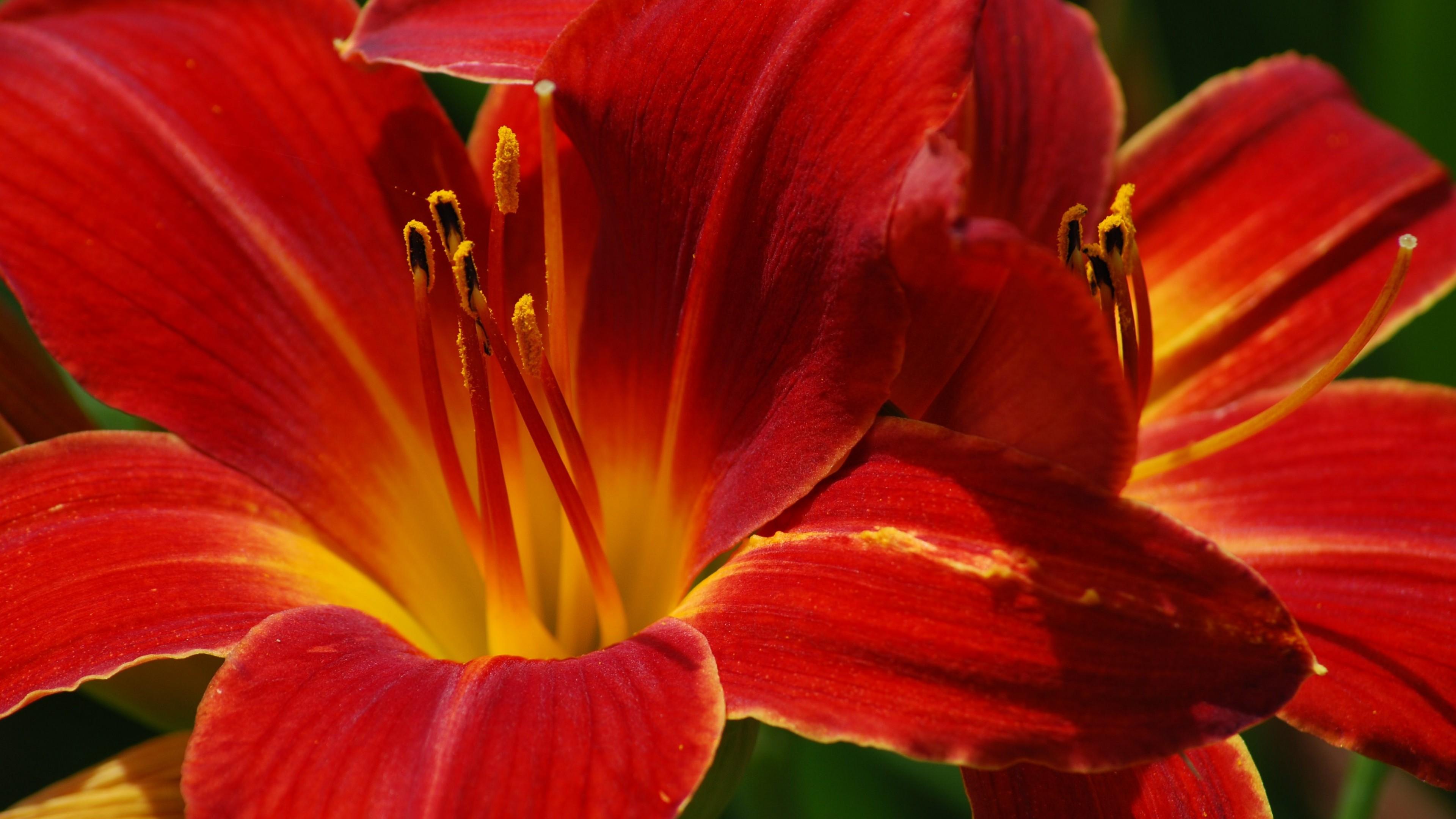 Macro Lily Wallpapers - Wallpaper Cave