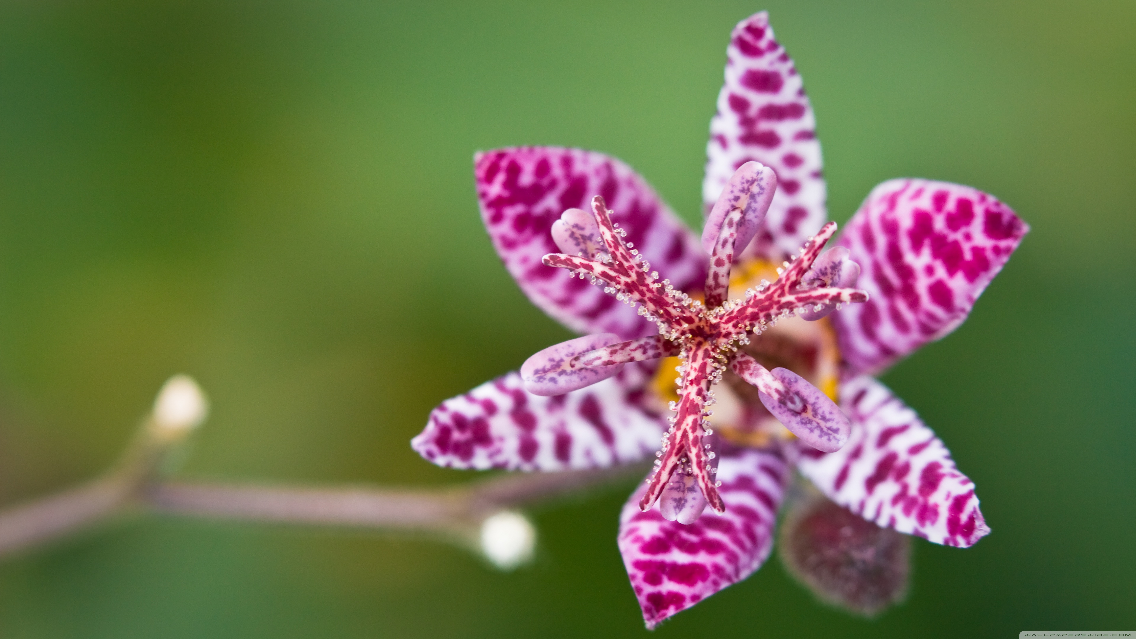 Macro Lily Wallpapers - Wallpaper Cave