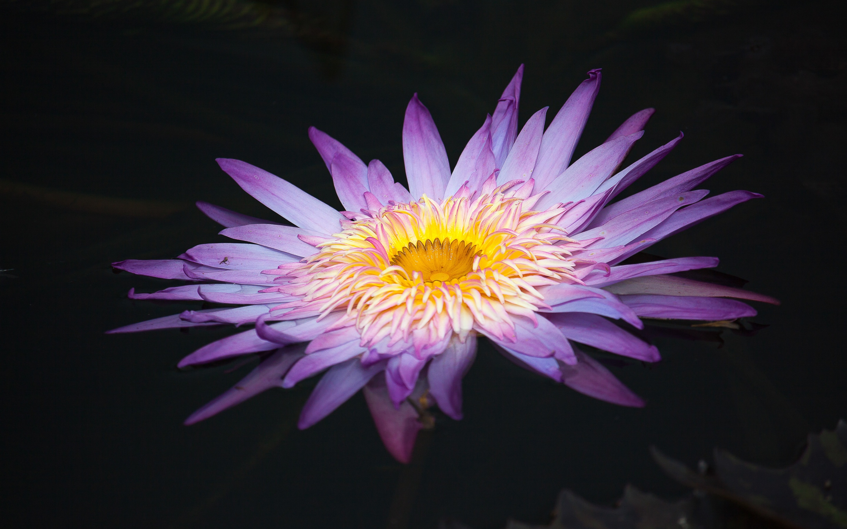 Macro Lily Wallpapers - Wallpaper Cave